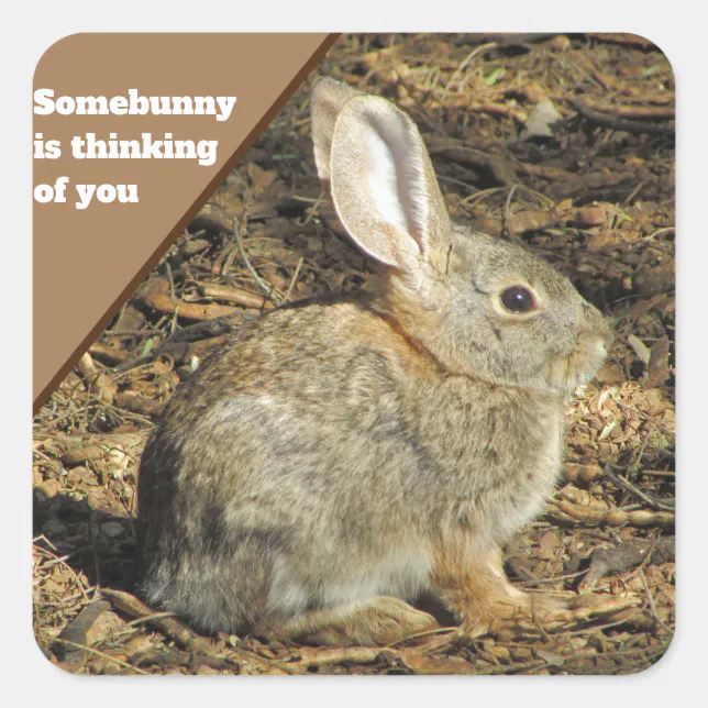 Thinking Of You Humor Brown Bunny Photo Animal Square Sticker | Zazzle