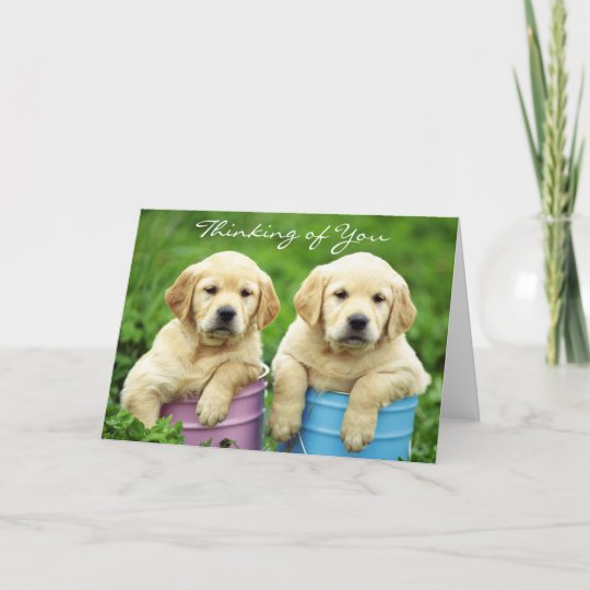 Thinking of You Labrador Retriever Puppies Card | Zazzle.com