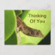 Thinking Of You Leaves Reptile Gecko Friendship Postcard | Zazzle