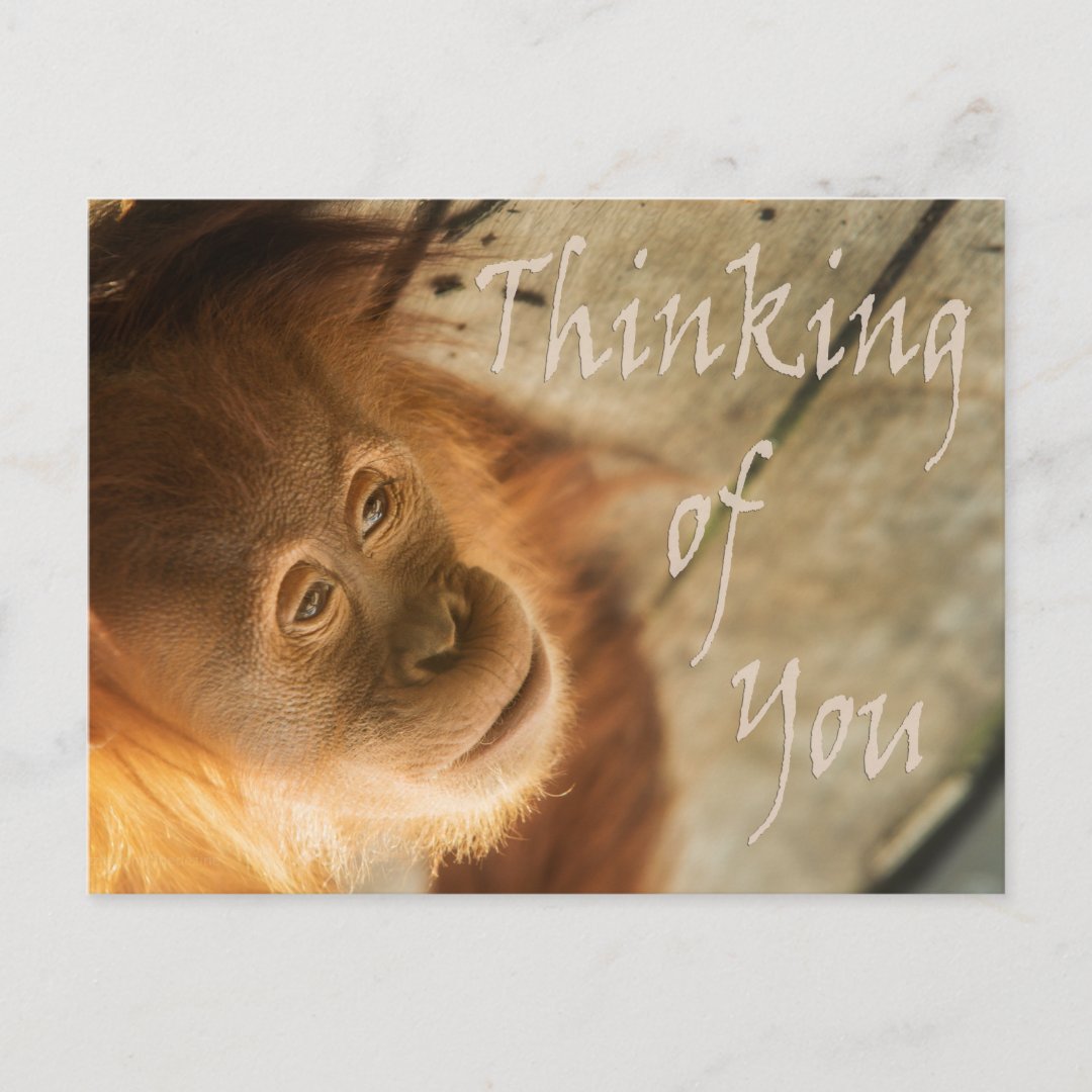 Thinking of You Monkey Postcard | Zazzle