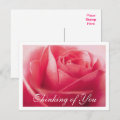 Thinking of You Pink Rose Greeting Postcard | Zazzle