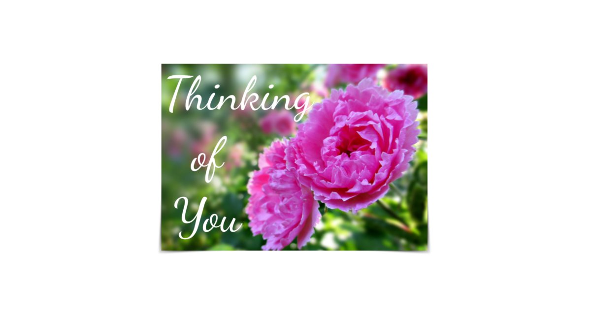 Thinking of You Pink Roses Card | Zazzle