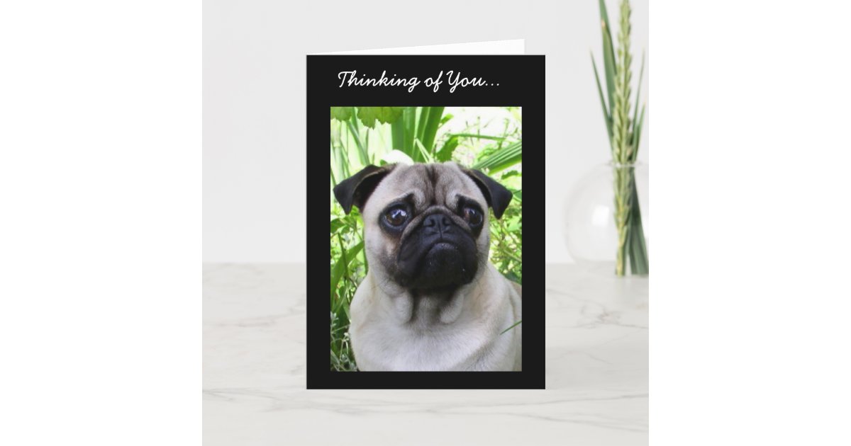 Thinking of You Pug greeting card | Zazzle