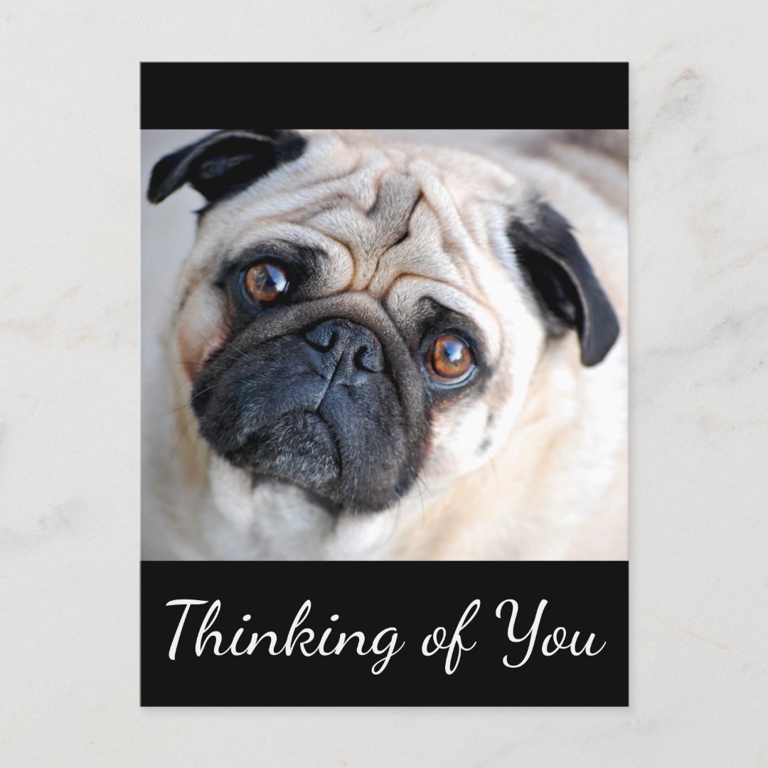 Thinking of You Pug Puppy Dog Black Postcard | Zazzle