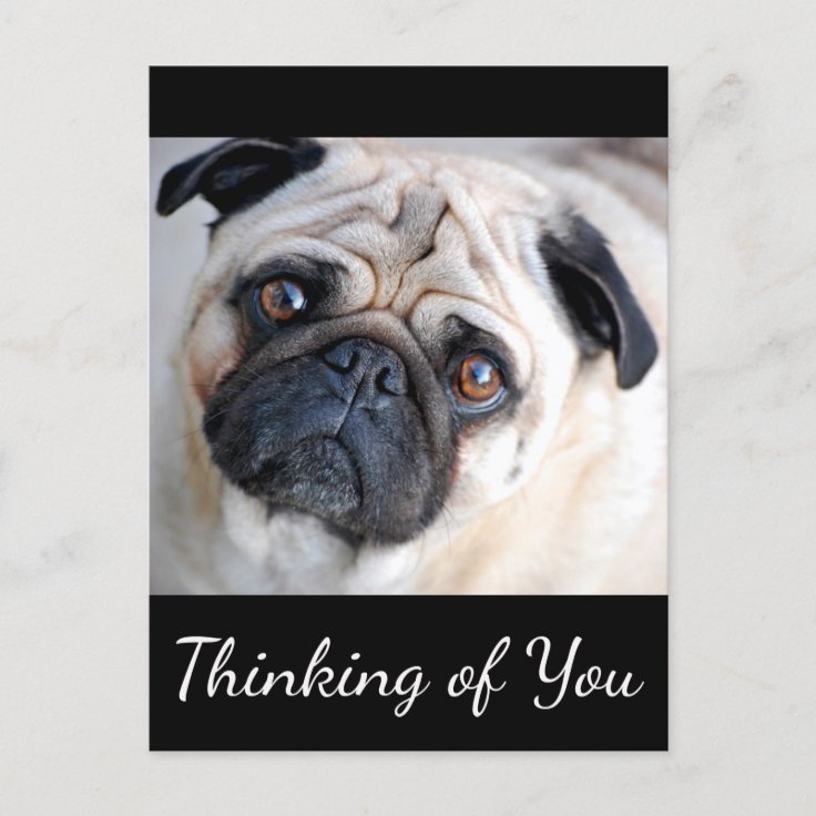 Thinking of You Pug Puppy Dog Black Postcard | Zazzle