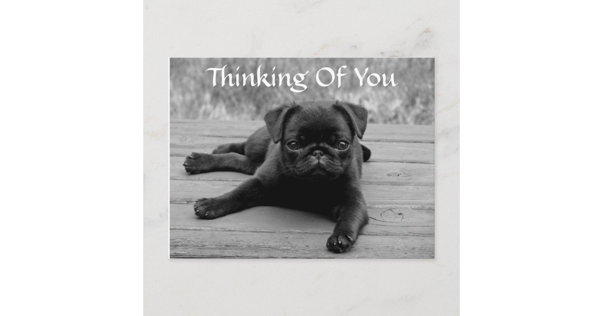 Thinking of You Pug Puppy Dog Postcard (Verse) | Zazzle