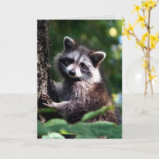Thinking of you Speedy Recovery Raccoon Animal Card | Zazzle