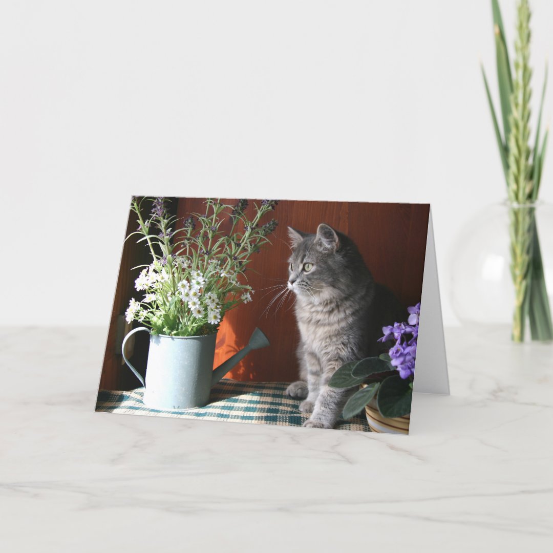 'Thinking of You', Tabby Cat Card | Zazzle