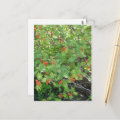 This tree is called Rowan in English (scientific n Postcard | Zazzle