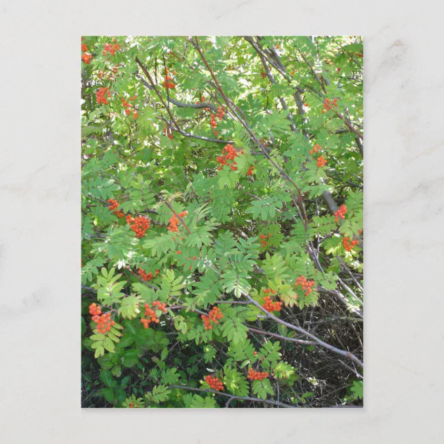 This tree is called Rowan in English (scientific n Postcard | Zazzle