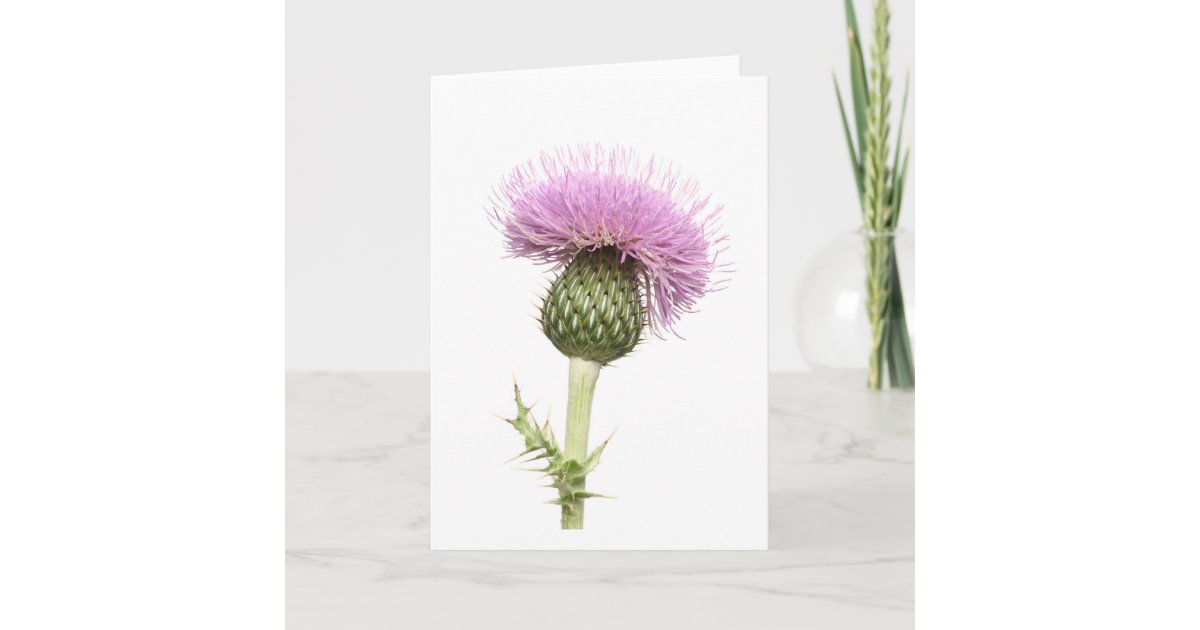 Thistle Card | Zazzle