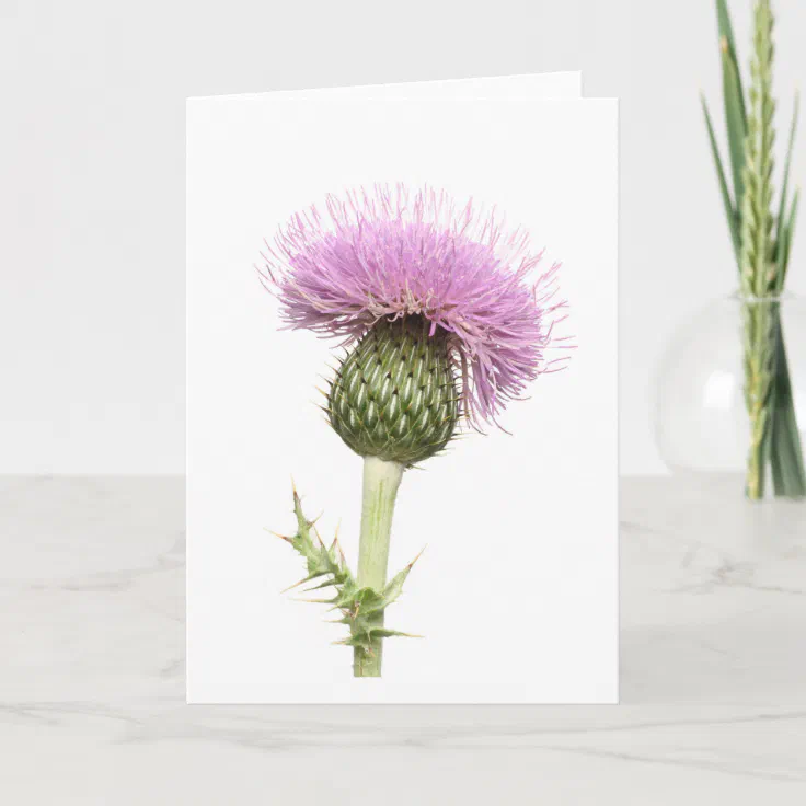 Thistle Card | Zazzle