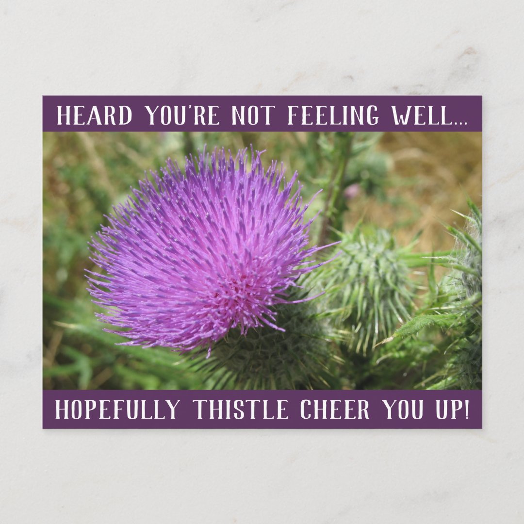 Thistle Cheer You Up Get Well Postcard | Zazzle