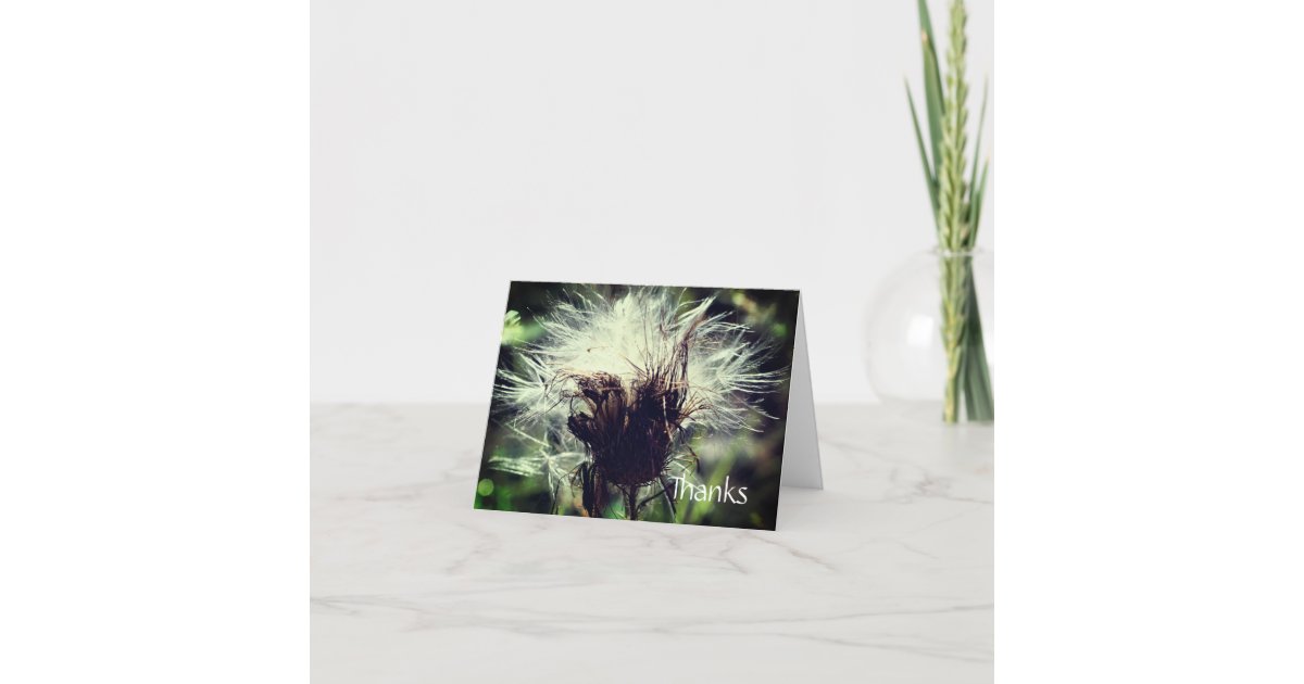 Thistle Fluff Flower Thank You Card | Zazzle