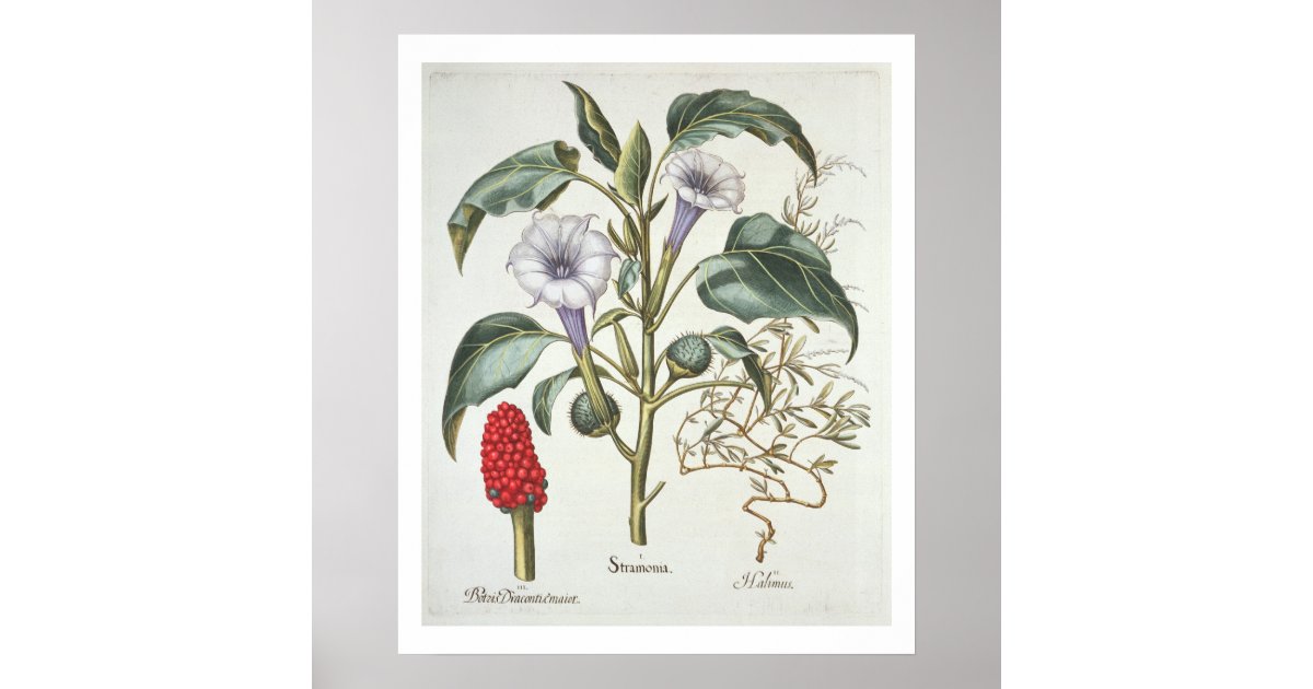 Thorn Apple, from the 'Hortus Eystettensis' by Bas Poster | Zazzle