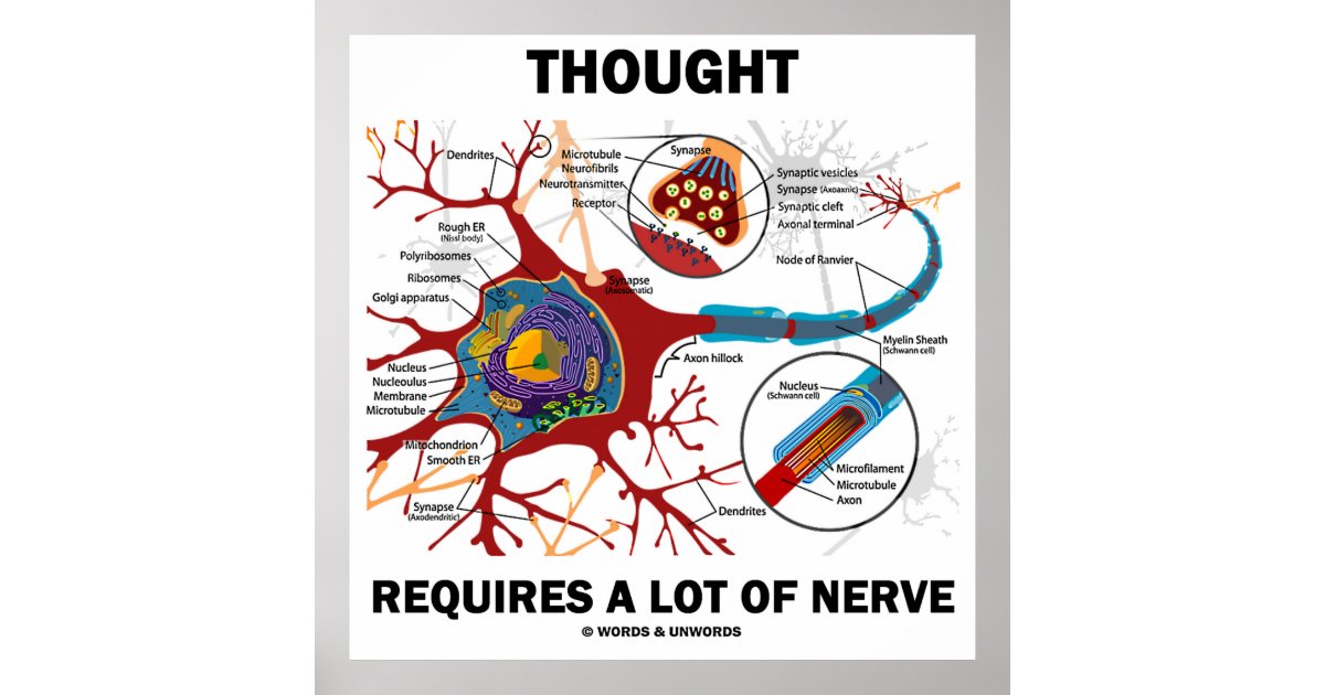 Thought Requires A Lot Of Nerve (Neuron / Synapse) Poster | Zazzle