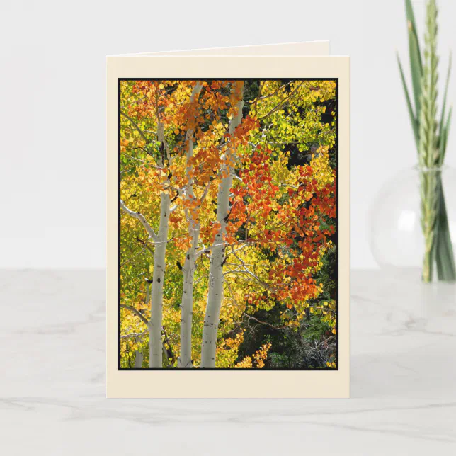 Three Aspen in Autumn, Blank Greeting Card | Zazzle