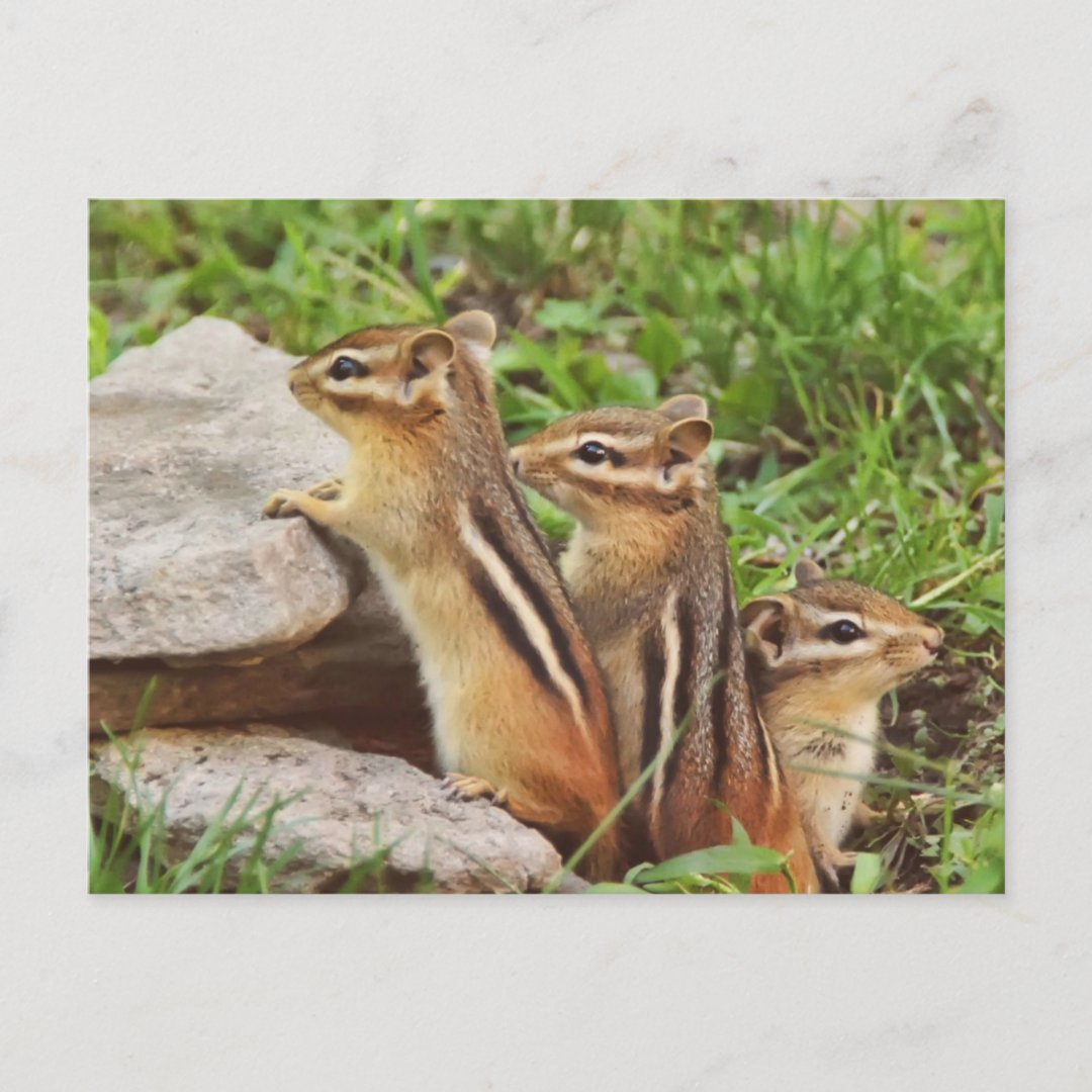 Three Baby Chipmunks Postcard | Zazzle