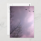 Three Birds Fly So high Postcard | Zazzle