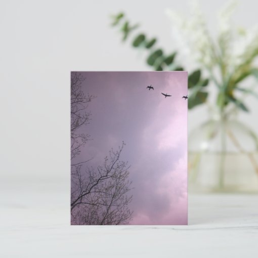 Three Birds Fly So high Postcard | Zazzle