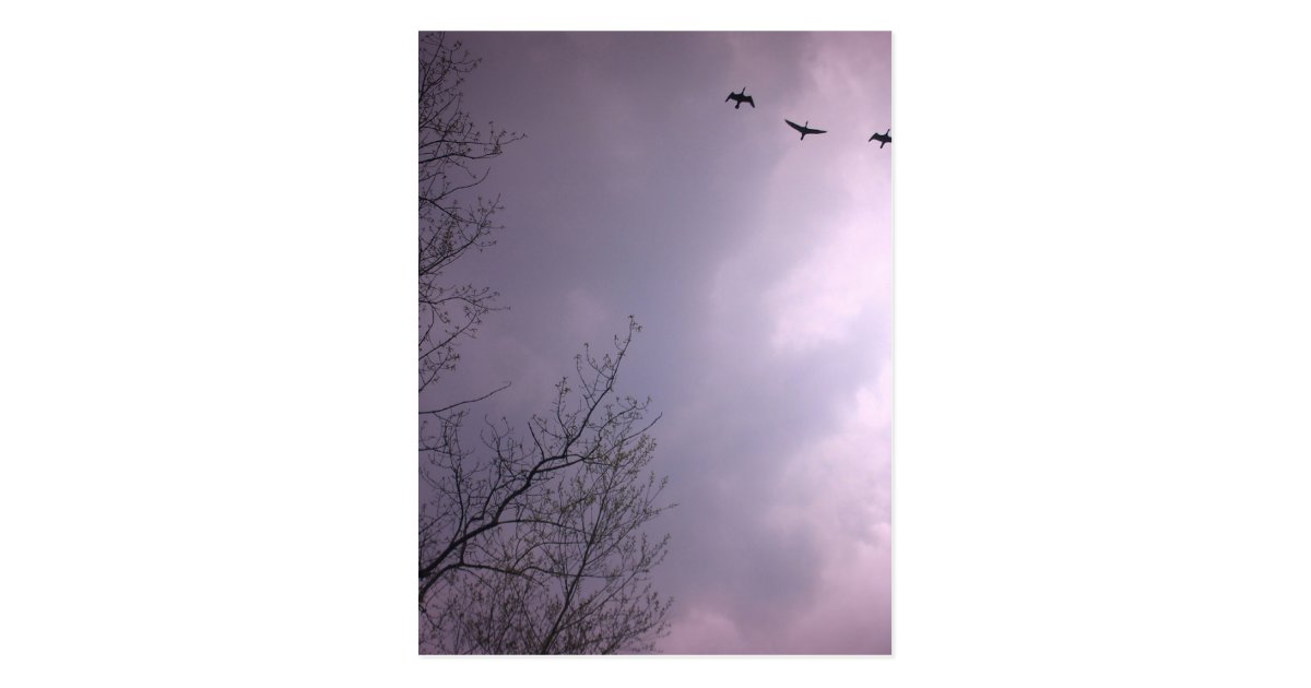 Three Birds Fly So high Postcard | Zazzle.com
