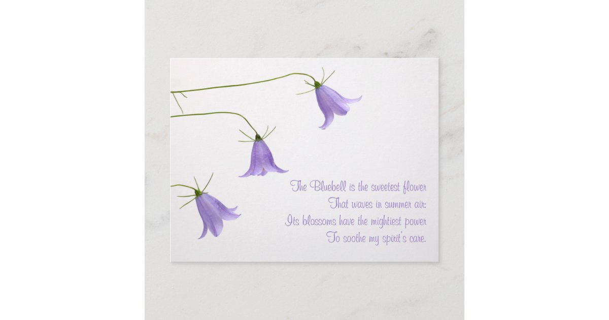 Three bluebells photo with a poem postcard | Zazzle