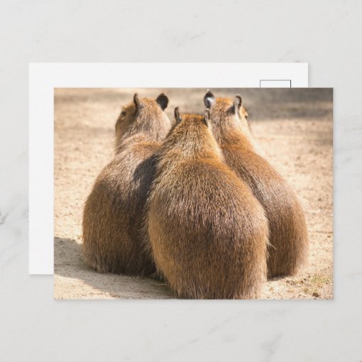 Three Capybara Postcard | Zazzle