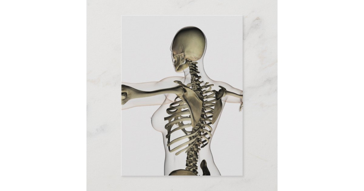 Three Dimensional View Of Female Upper Back Postcard | Zazzle