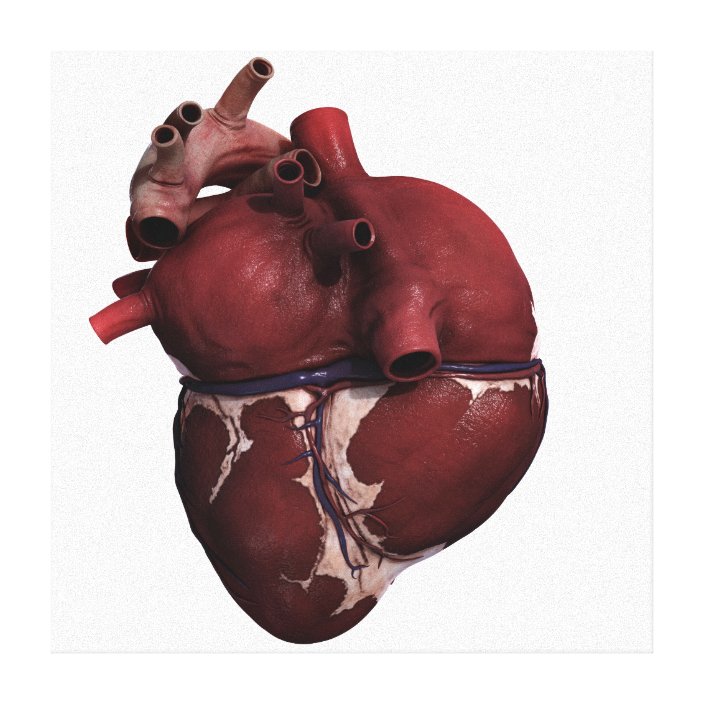 Three Dimensional View Of Human Heart, Back Canvas Print | Zazzle.com