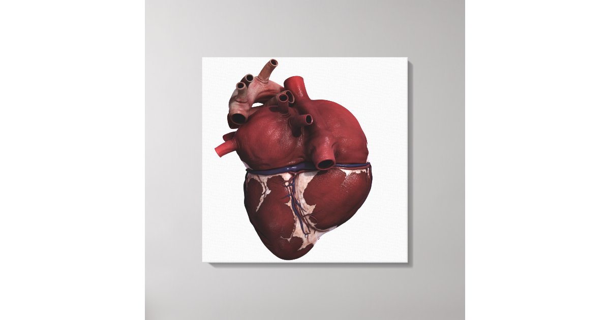 Three Dimensional View Of Human Heart, Back Canvas Print | Zazzle