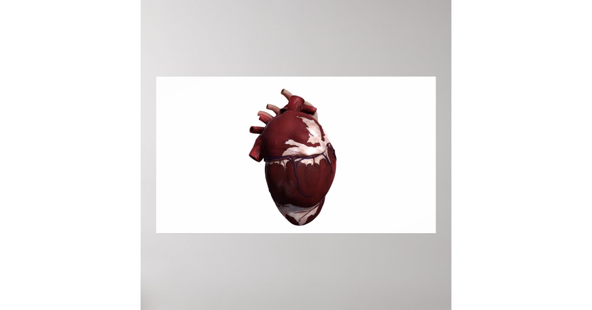 Three Dimensional View Of Human Heart, Left Side Poster | Zazzle