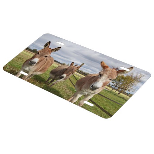 Three Donkey’s License Plate | Zazzle