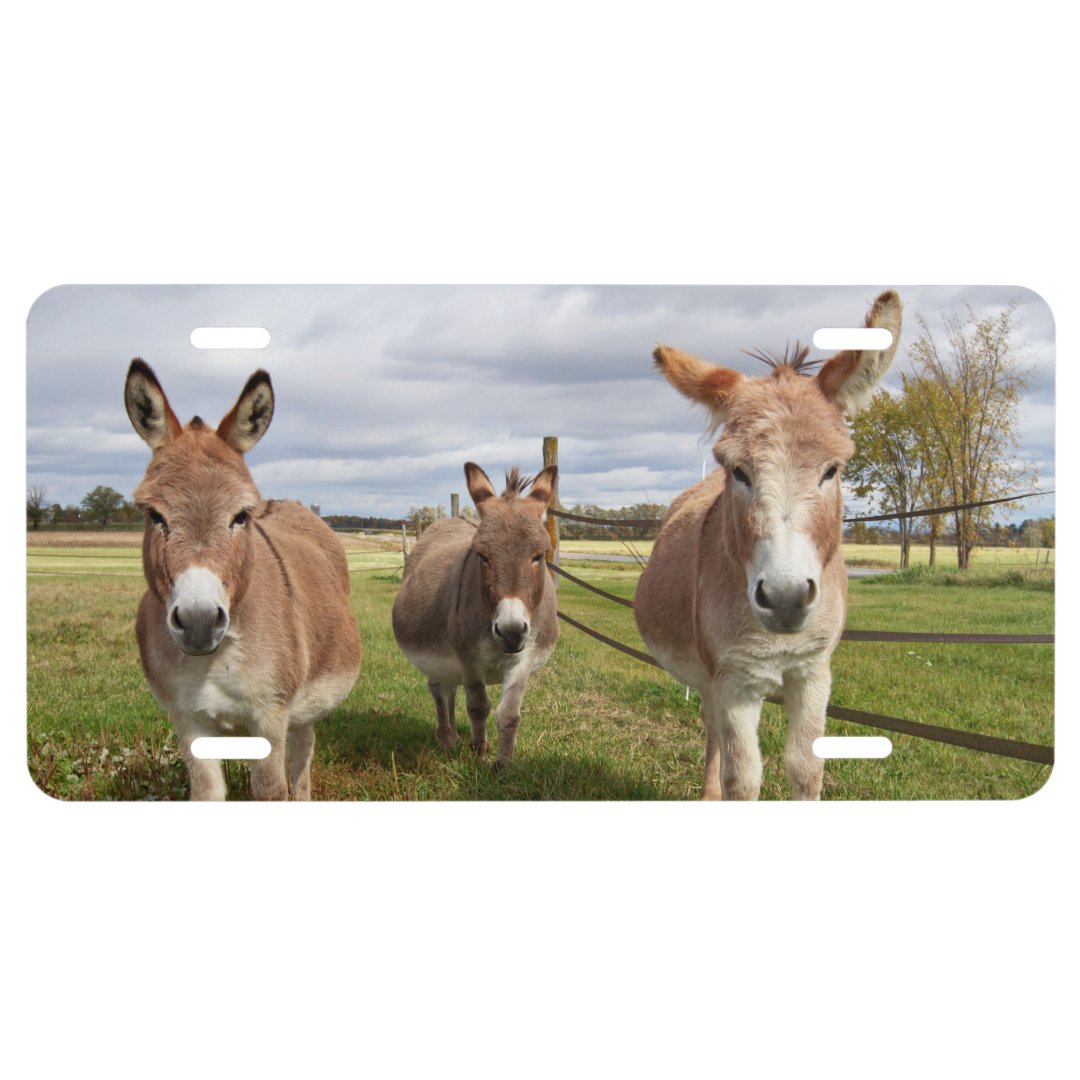 Three Donkey’s License Plate | Zazzle