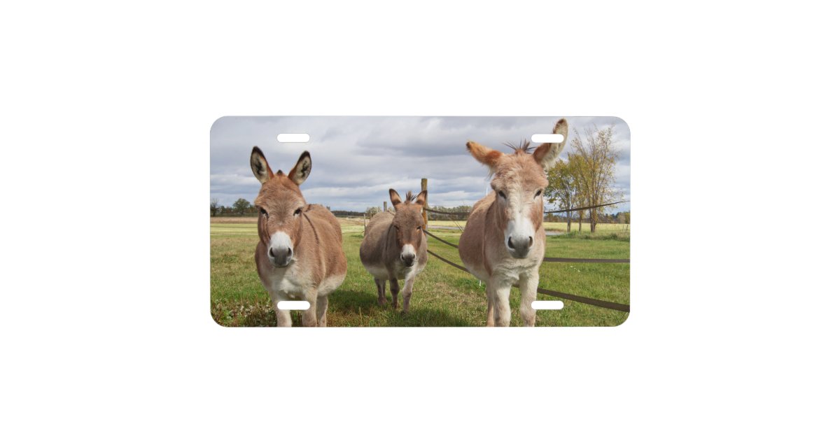 Three Donkey’s License Plate | Zazzle