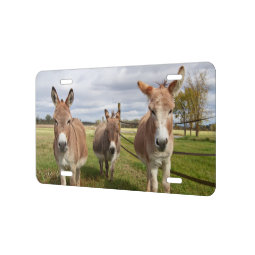 Three Donkey’s License Plate | Zazzle