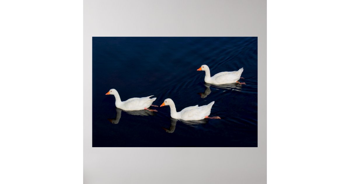 Three Emden Geese Poster | Zazzle