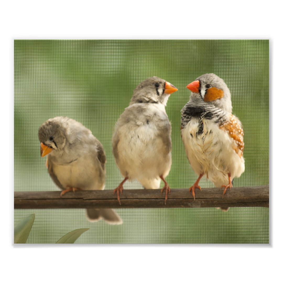 Three Finches on a Twig Photo Print | Zazzle