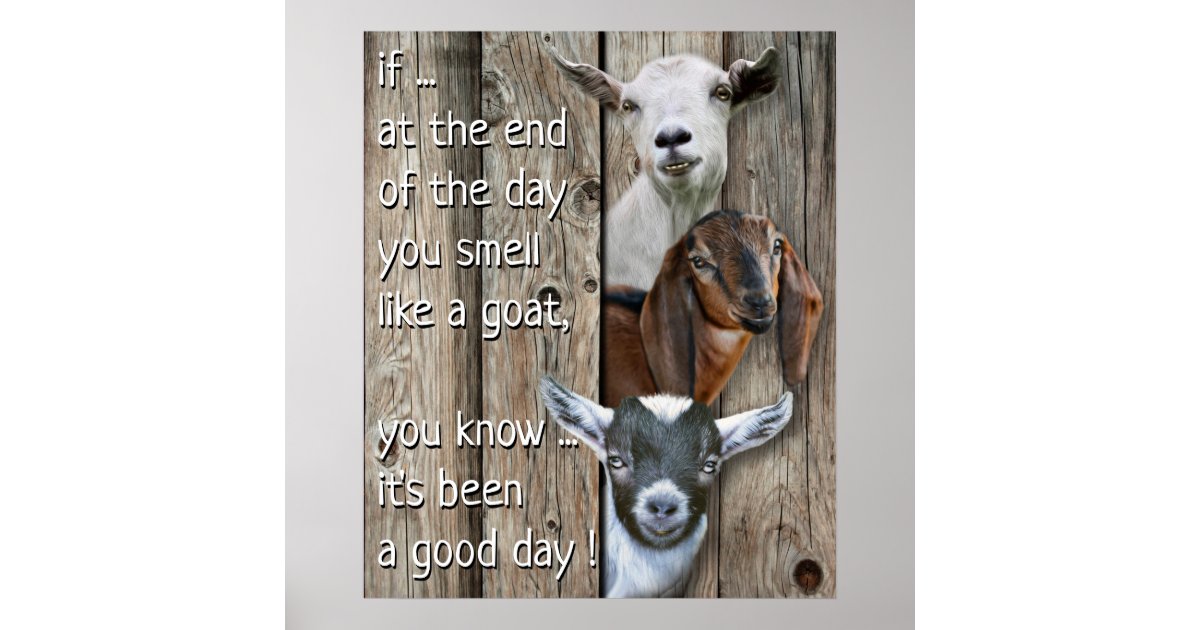 Three Goats Portrait - Cute Smell Like a Goat Poster | Zazzle
