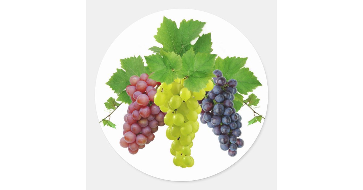 Three grapes classic round sticker | Zazzle