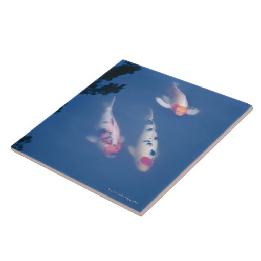 Three Japanese koi fish in pond Tile | Zazzle