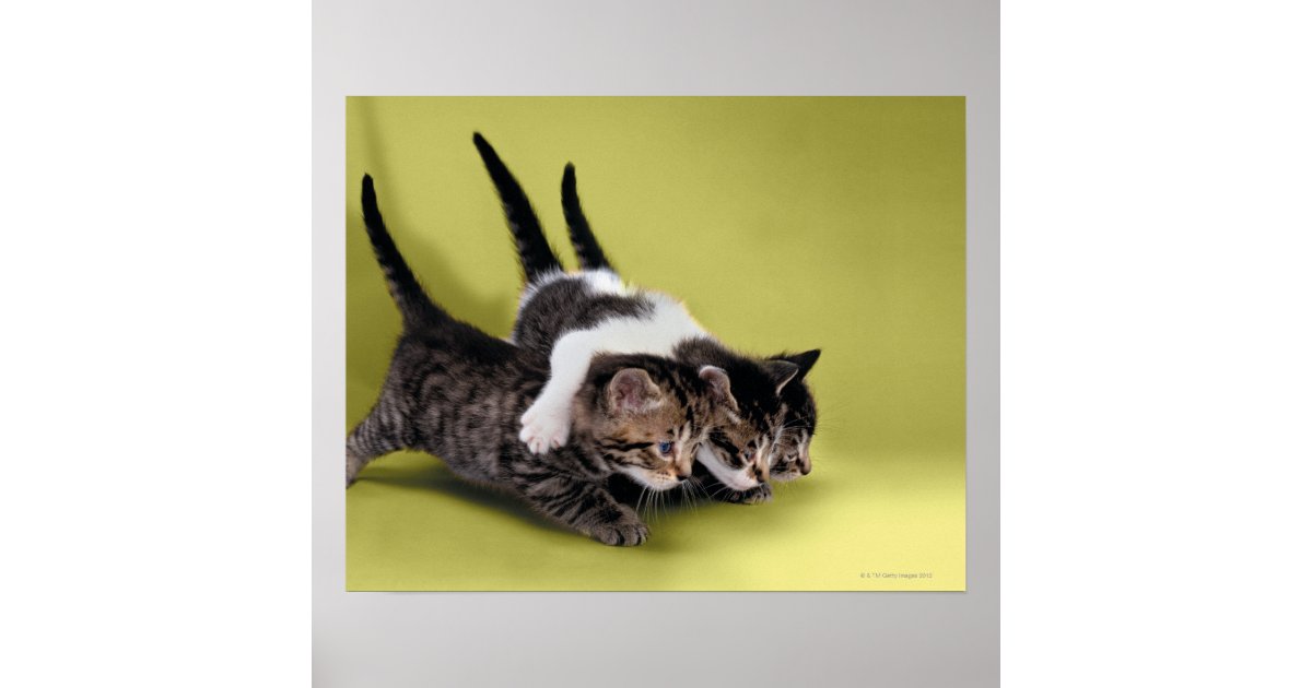 Three kittens hugging each other poster | Zazzle
