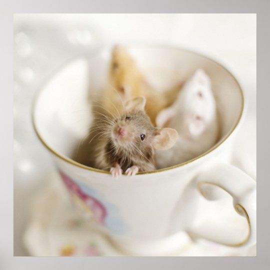 Three Little Mice Poster | Zazzle.com