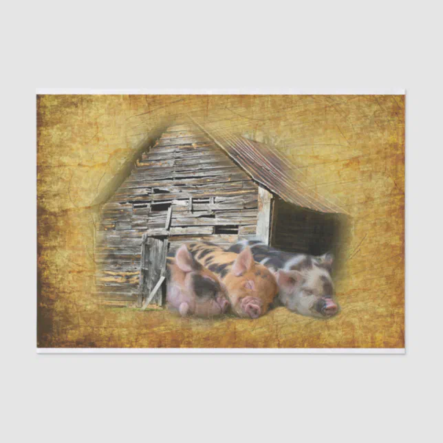 Three Little Pigs At The Rustic Barn Snoozing Tissue Paper | Zazzle