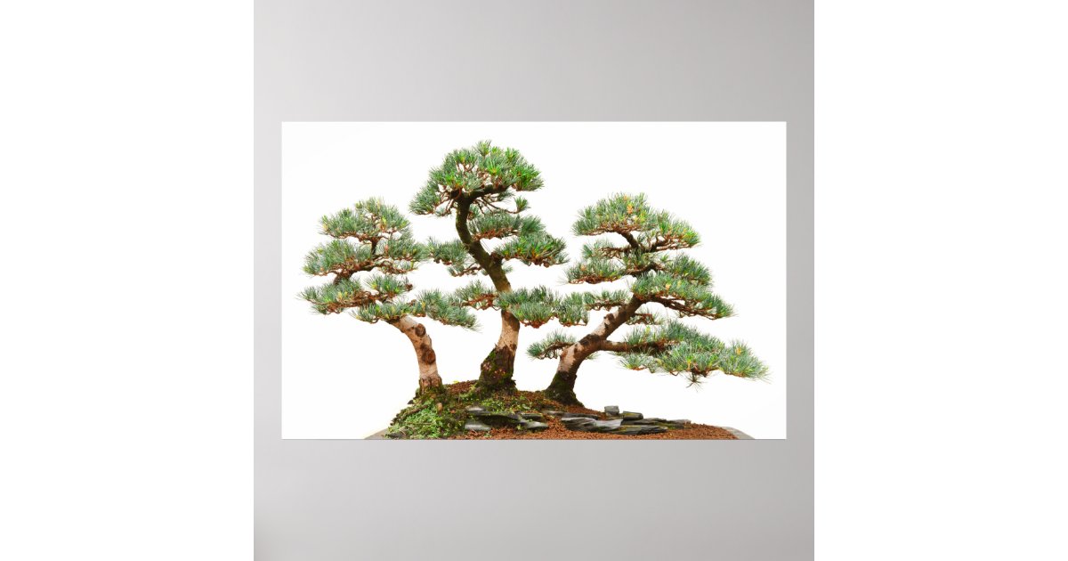 three pine bonsai trees poster | Zazzle