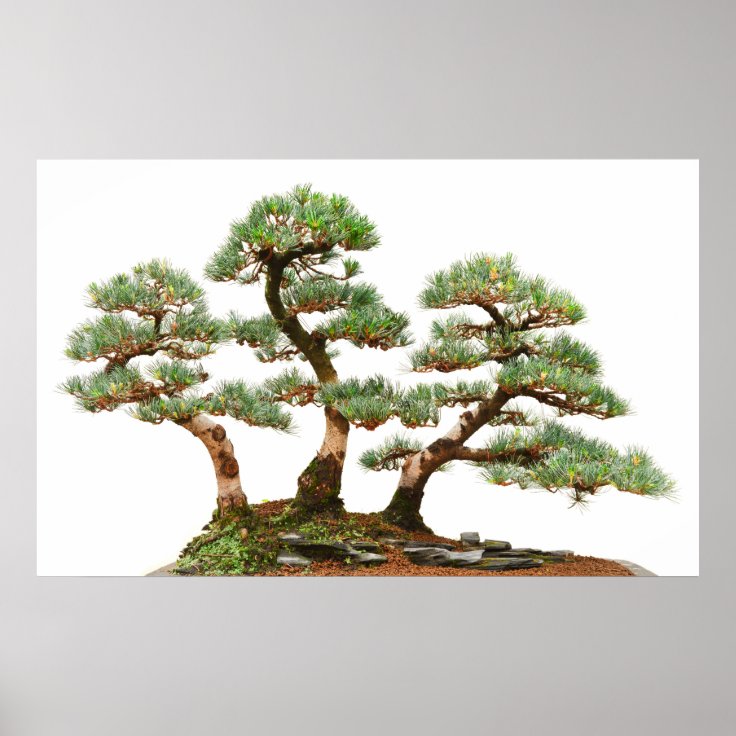 three pine bonsai trees poster | Zazzle