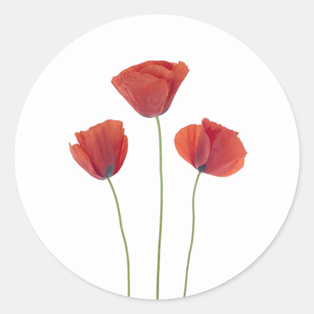 Three poppies classic round sticker | Zazzle