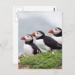 Three Puffins Postcard | Zazzle