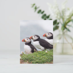 Three Puffins Postcard | Zazzle