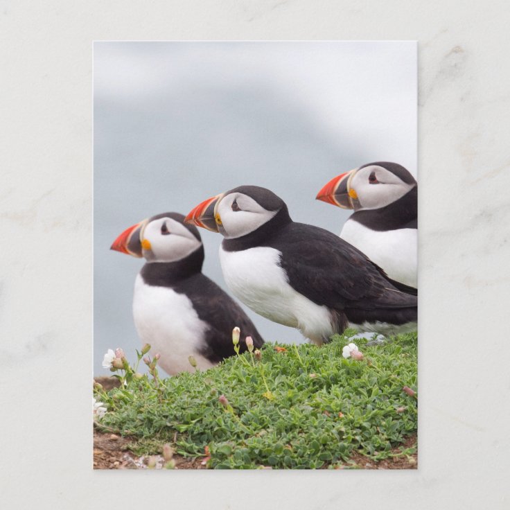 Three Puffins Postcard | Zazzle