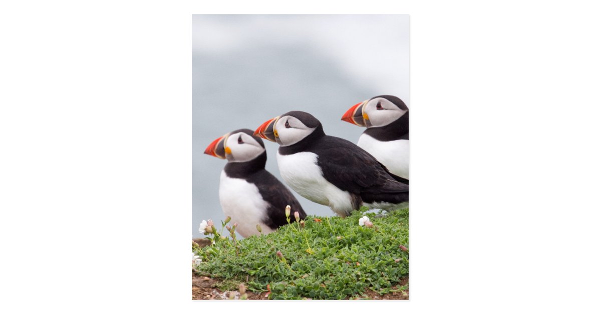 Three Puffins Postcard | Zazzle.com
